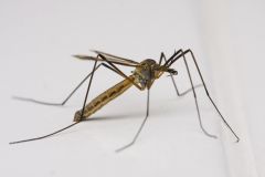 Langpootmug - De 4 Benelux